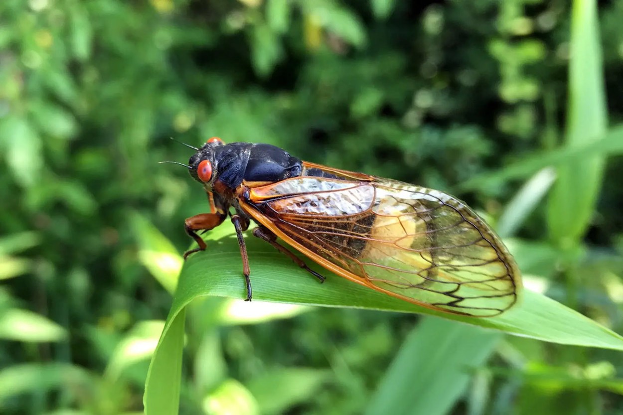This gnarly fungus makes cicadas hypersexual | Popular Science
