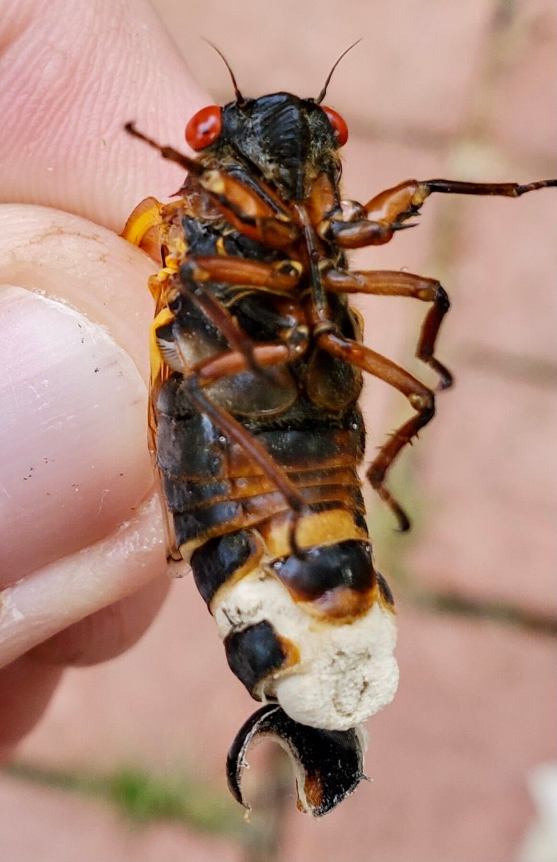 This gnarly fungus makes cicadas hypersexual | Popular Science