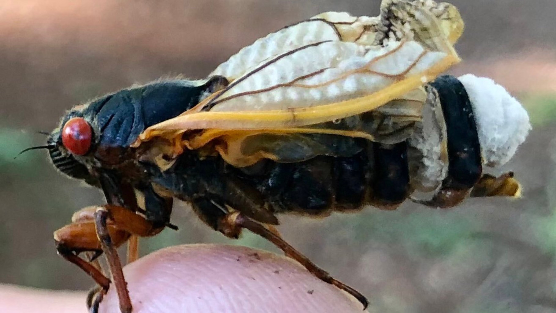 This gnarly fungus makes cicadas hypersexual | Popular Science