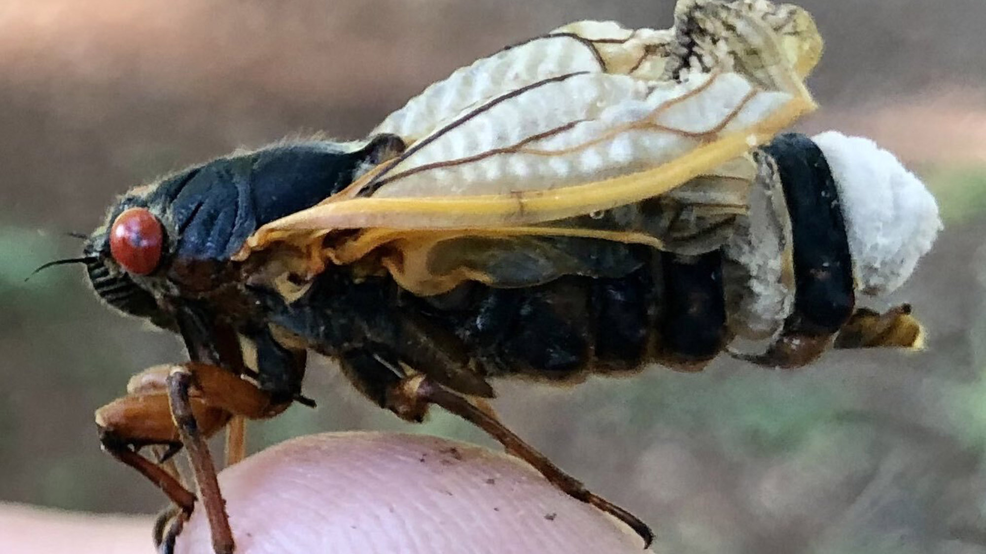 This gnarly fungus makes cicadas hypersexual | Popular Science