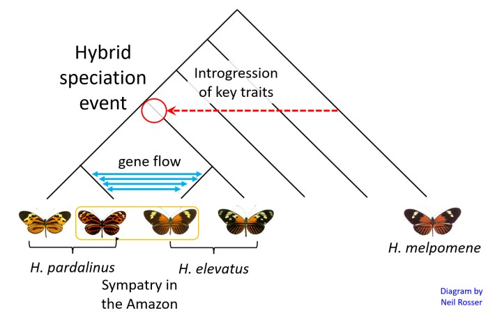 This butterfly hybrid thrived against evolutionary odds | Popular Science