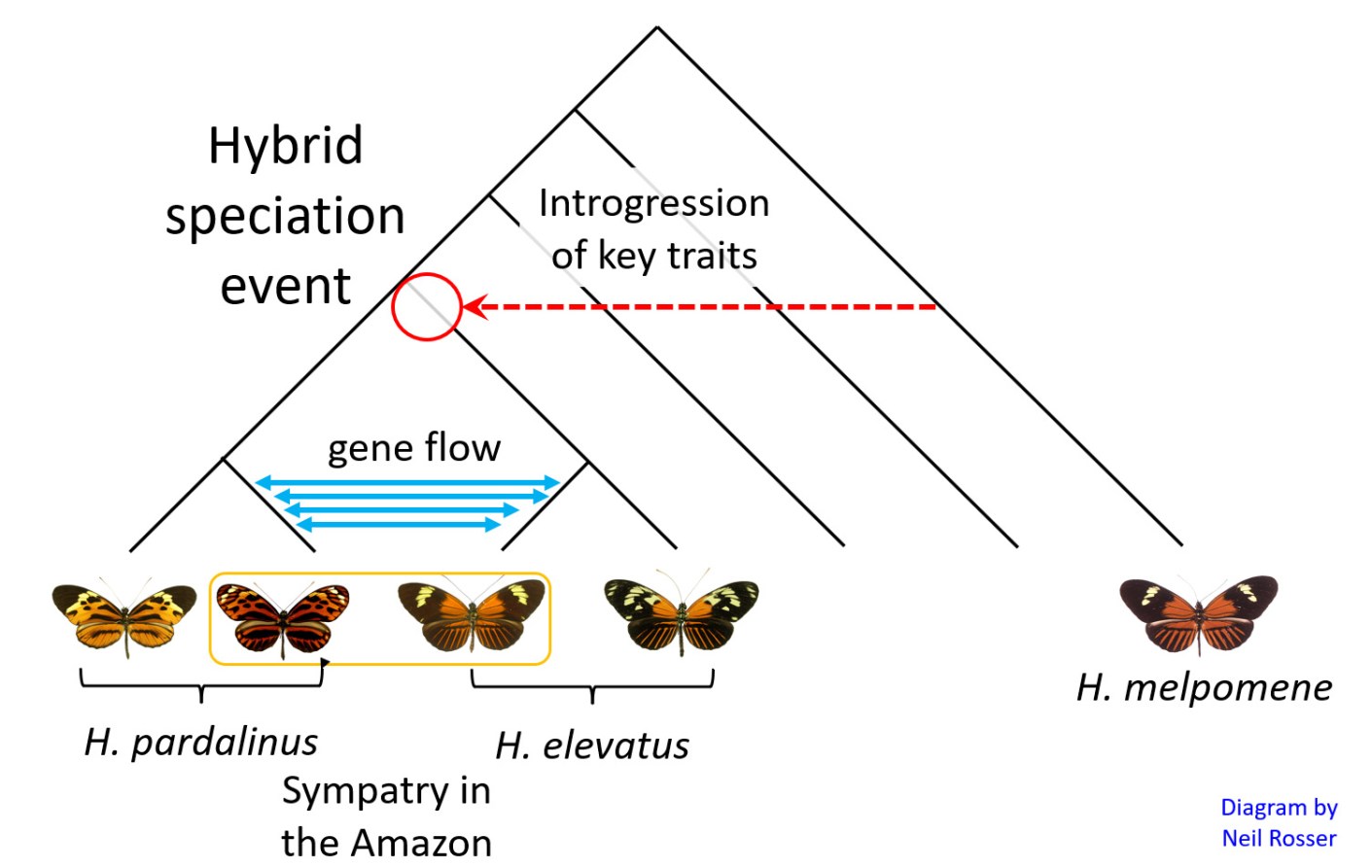 This butterfly hybrid thrived against evolutionary odds | Popular Science