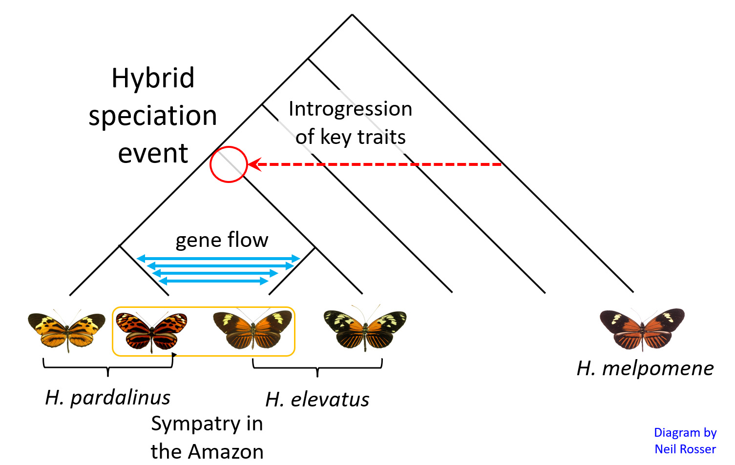 This butterfly hybrid thrived against evolutionary odds | Popular Science