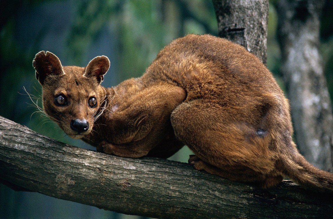 Critically endangered lemur attacked by vulnerable fosa in Madagascar ...
