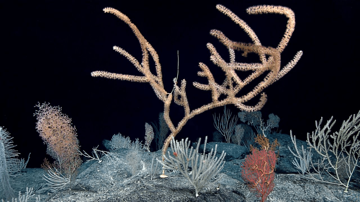 Bioluminescence may have evolved 300 million years earlier than ...
