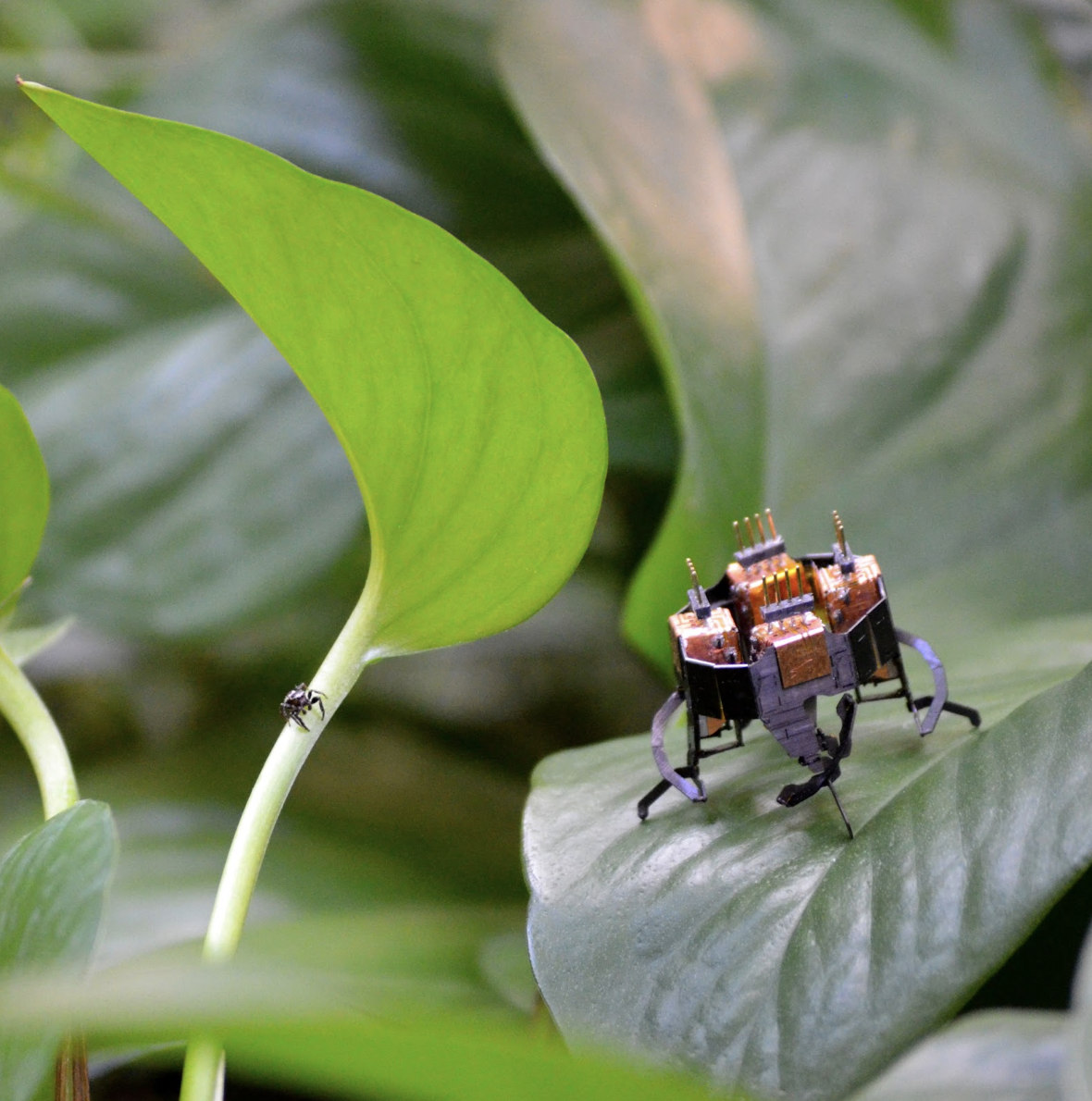 Why animals run faster than their robot doppelgängers... for now ...