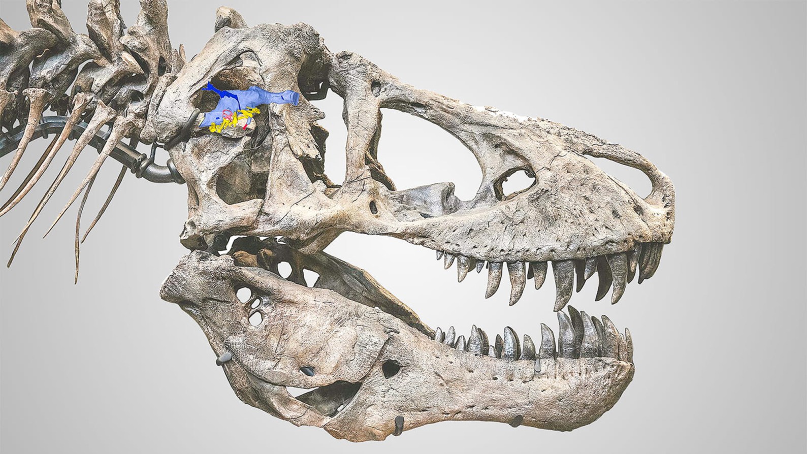 T. rex was probably about as intelligent as a crocodile | Popular Science