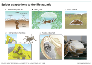 They swim and they spin: Meet the aquatic spiders | Popular Science