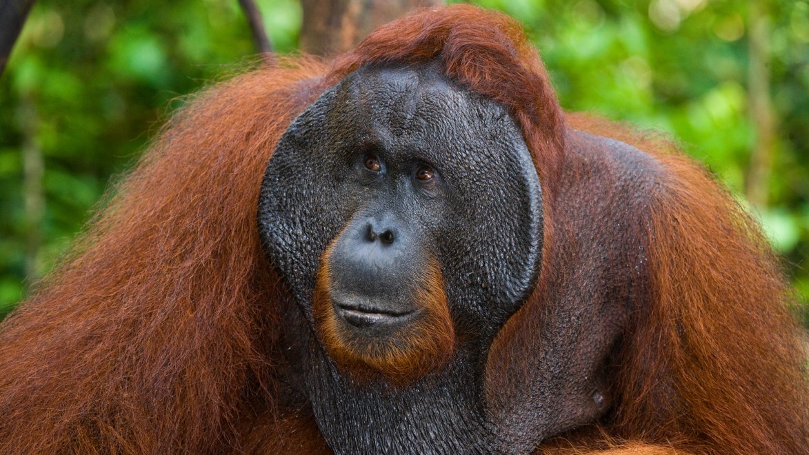 Orangutan observed using a plant to treat an open wound | Popular Science