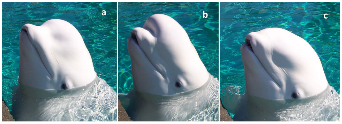 Belugas may be jiggling their melons to communicate | Popular Science