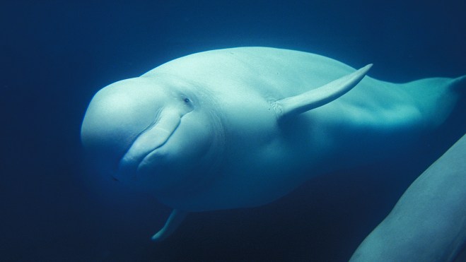 Belugas may be jiggling their melons to communicate | Popular Science