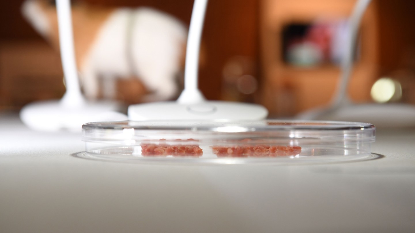 Why did Florida ban lab-grown meat? | Popular Science