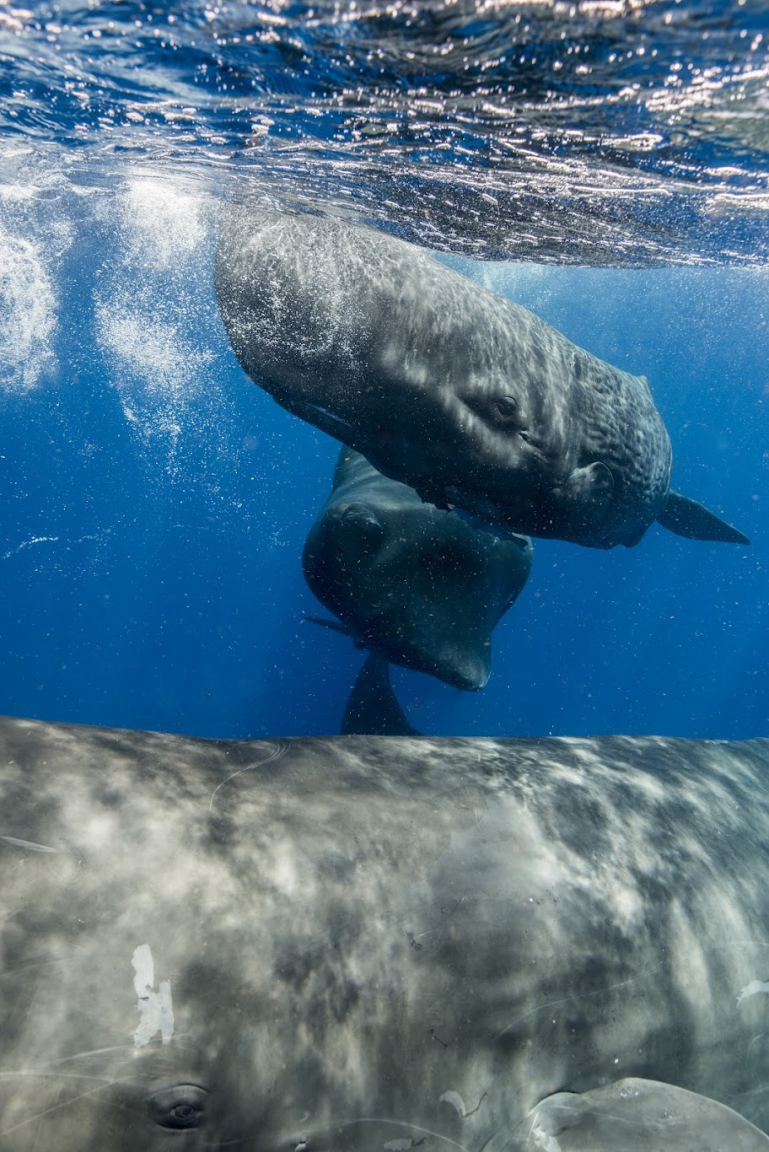 Sperm whales may have their own 'alphabet' | Popular Science