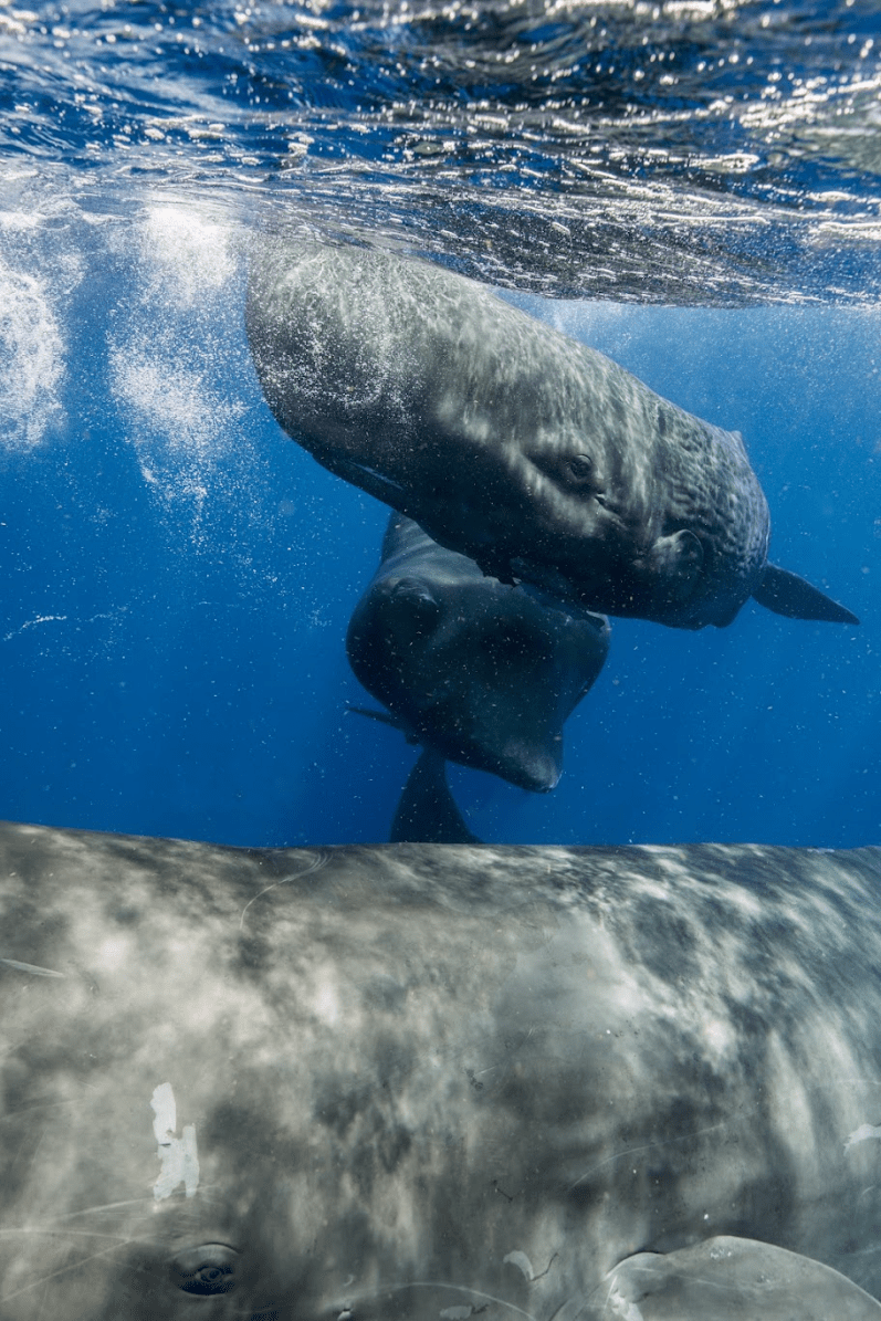 Sperm whales may have their own 'alphabet' | Popular Science