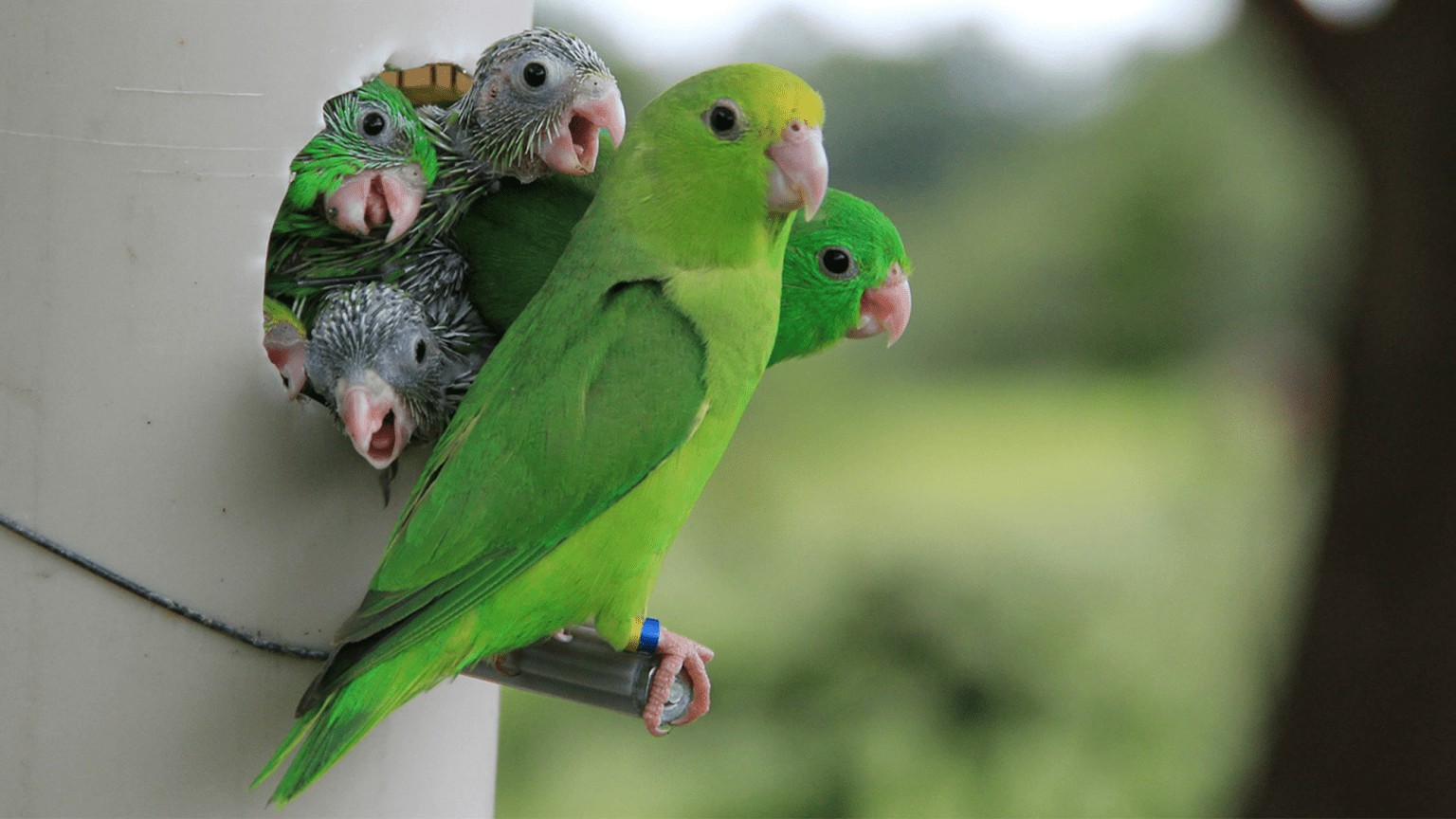 Why these parrots sometimes kill each other's chicks | Popular Science