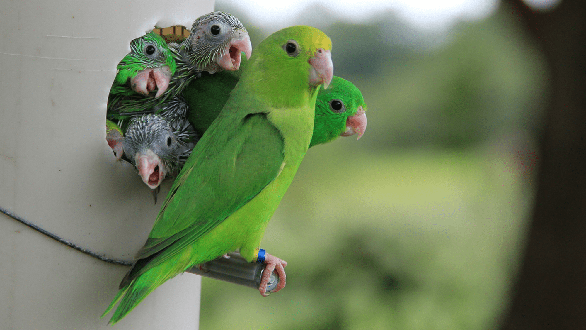 Why these parrots sometimes kill each other's chicks | Popular Science