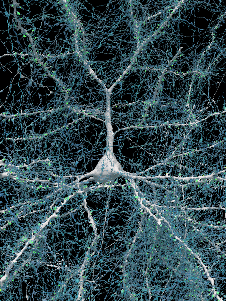See the most detailed map of human brain matter ever created | Popular ...