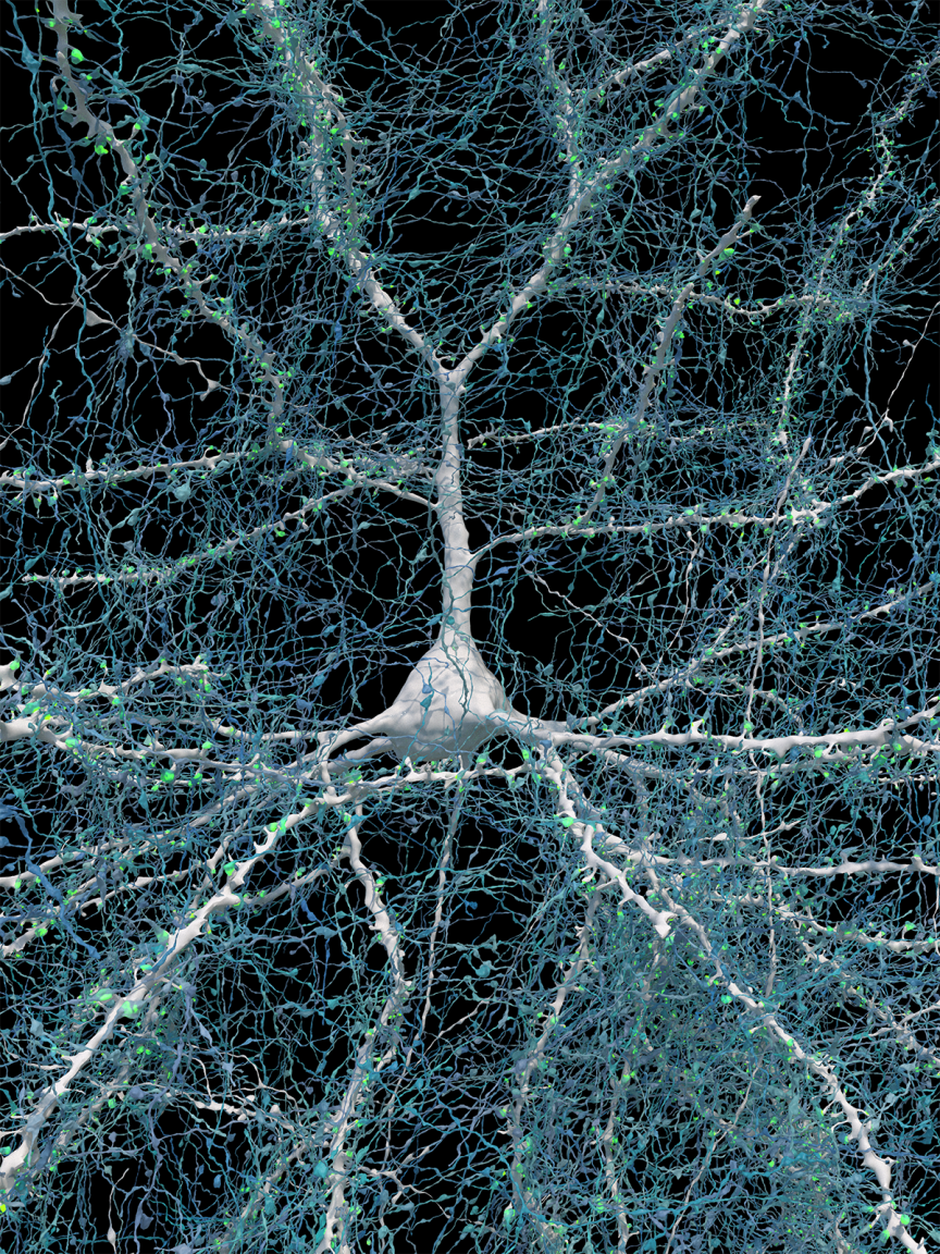 See the most detailed map of human brain matter ever created | Popular ...