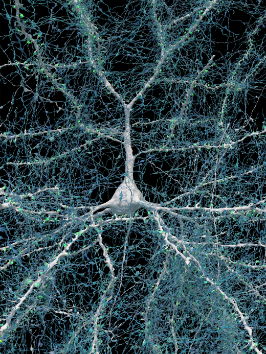 See the most detailed map of human brain matter ever created | Popular ...