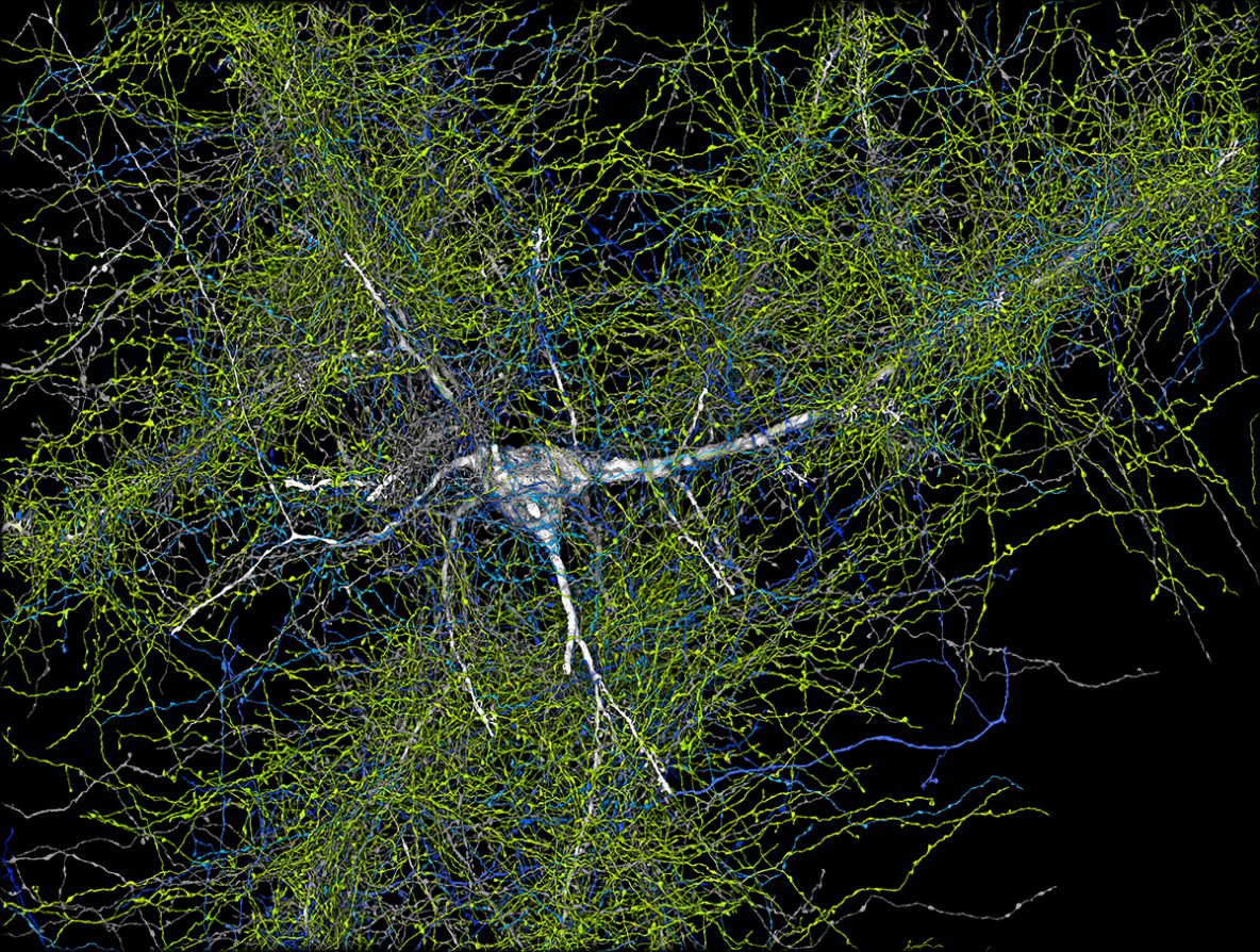 See the most detailed map of human brain matter ever created | Popular ...