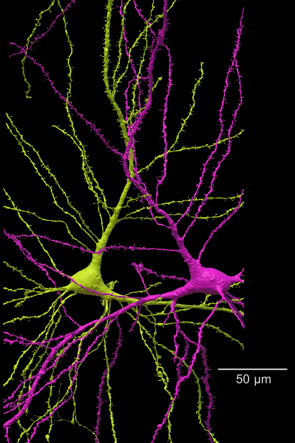 See the most detailed map of human brain matter ever created | Popular ...