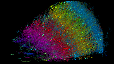 See the most detailed map of human brain matter ever created | Popular ...