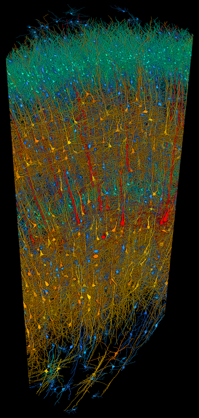 See the most detailed map of human brain matter ever created | Popular ...