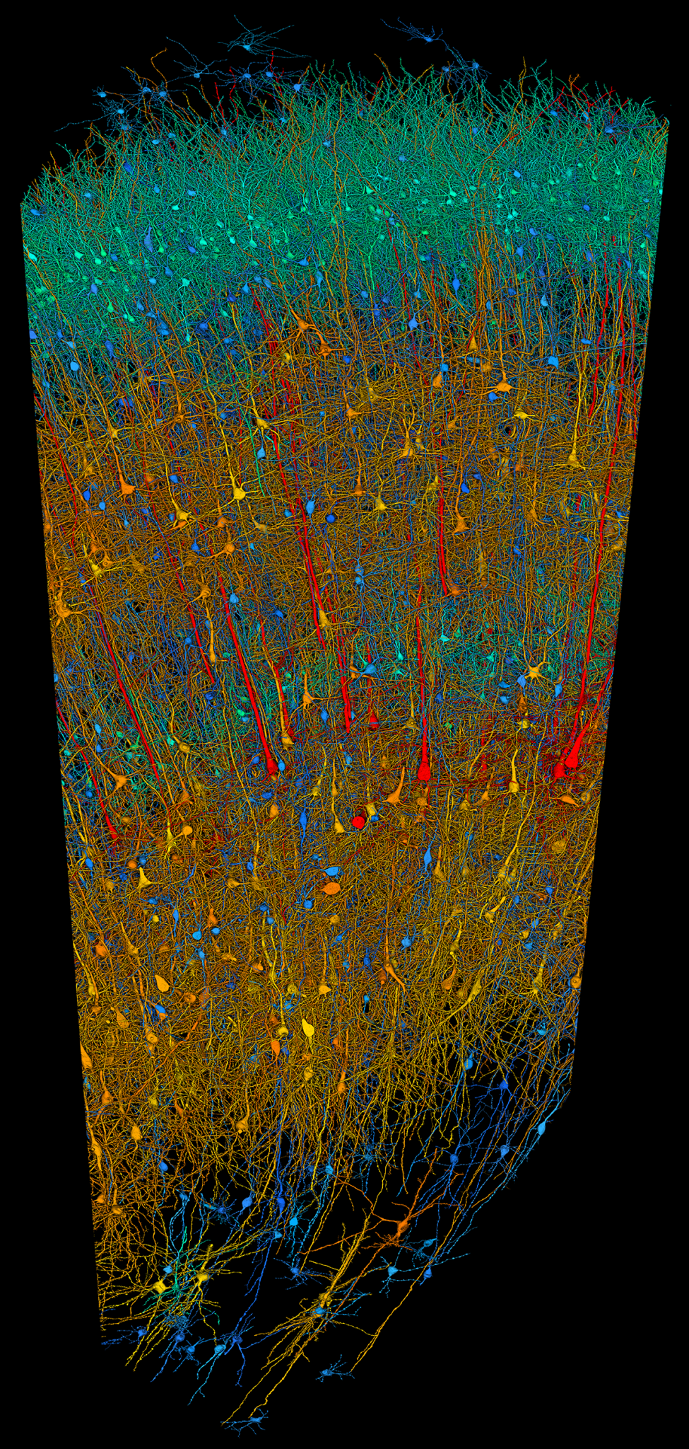 See the most detailed map of human brain matter ever created | Popular ...