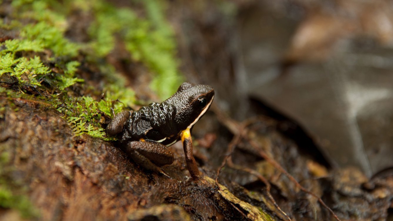 The tender art of tadpole parenting | Popular Science