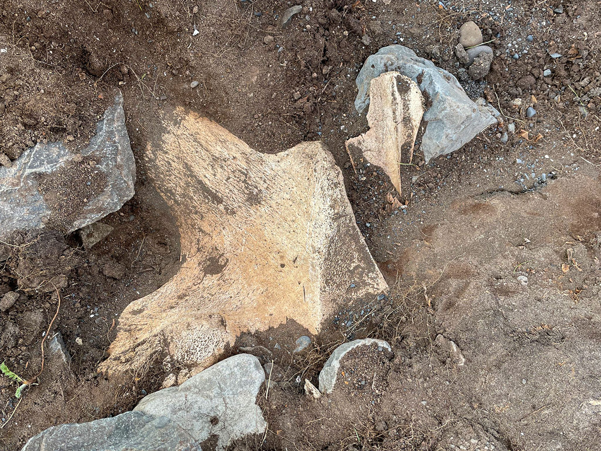 How Viking-age hunters took down the biggest animal on Earth | Popular ...