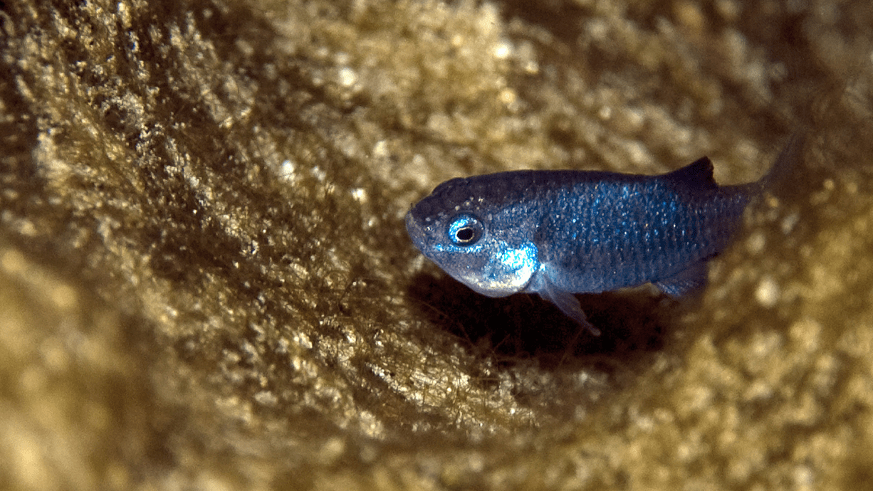 Devils Hole pupfish are clawing their way back from the brink of ...