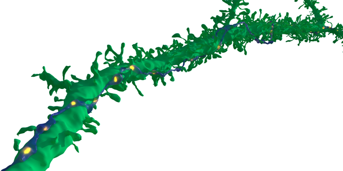 See the most detailed map of human brain matter ever created | Popular ...