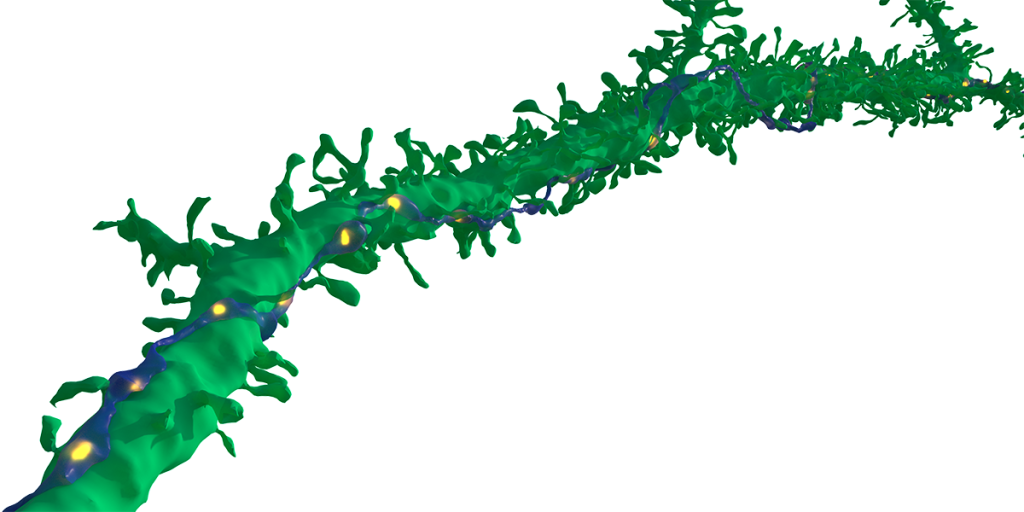 See the most detailed map of human brain matter ever created | Popular ...