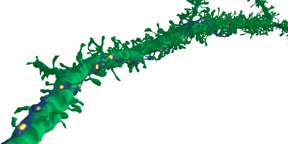 See the most detailed map of human brain matter ever created | Popular ...