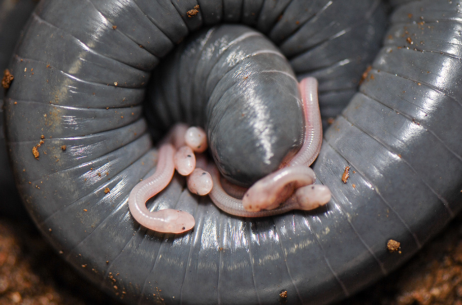 The tender art of tadpole parenting | Popular Science