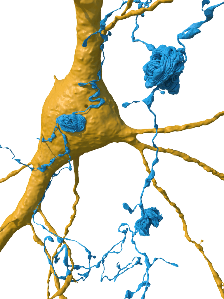 See the most detailed map of human brain matter ever created | Popular ...