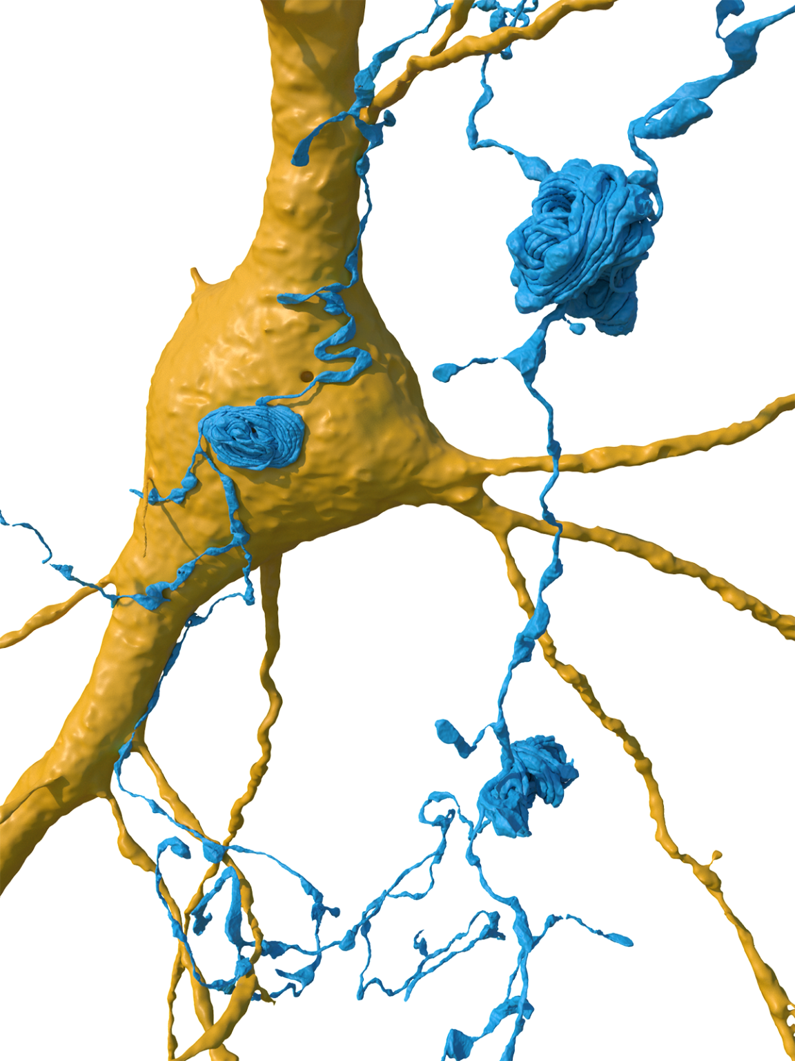 See the most detailed map of human brain matter ever created | Popular ...