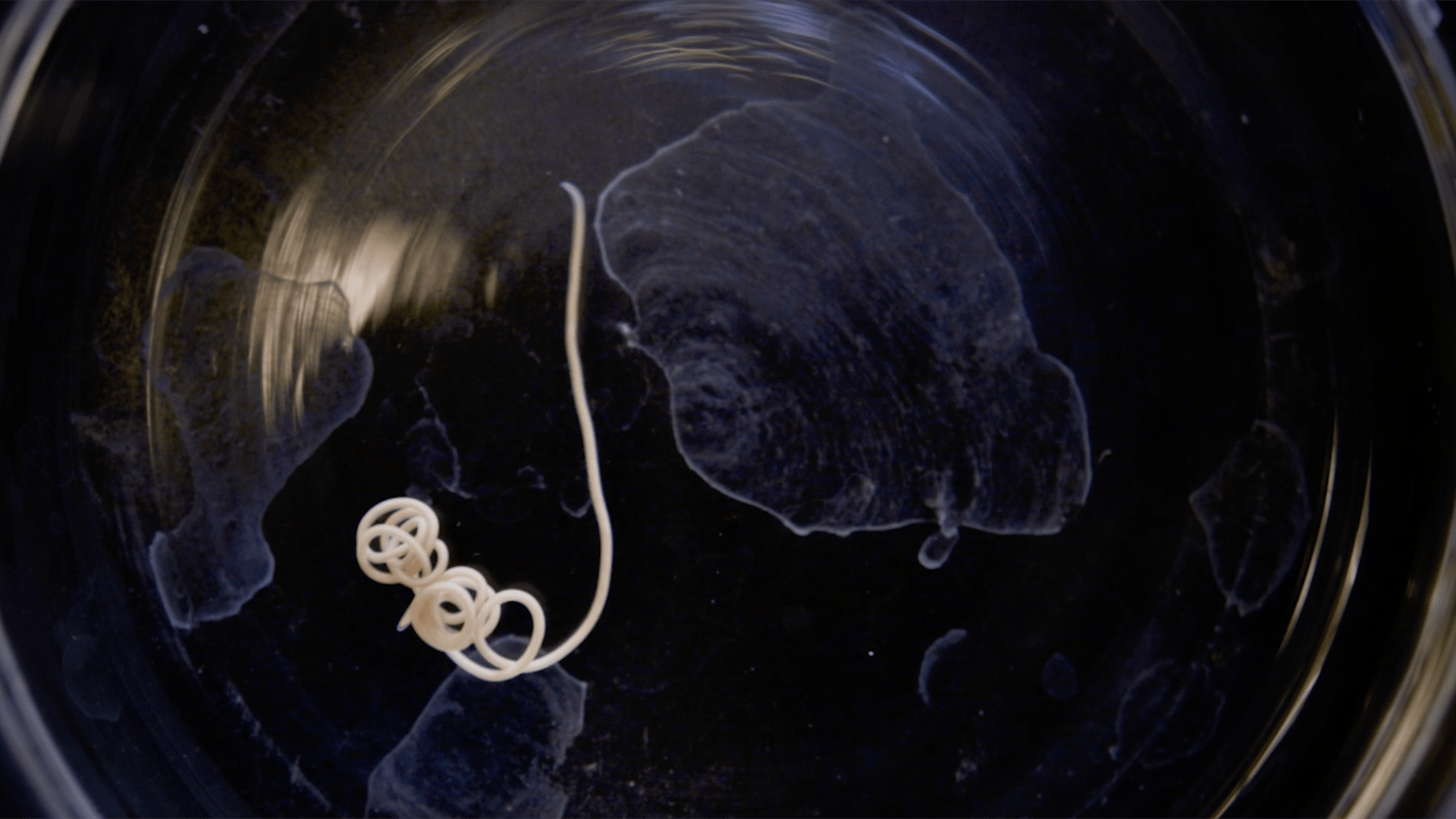 Nature can’t run without parasites. What happens when they start to ...