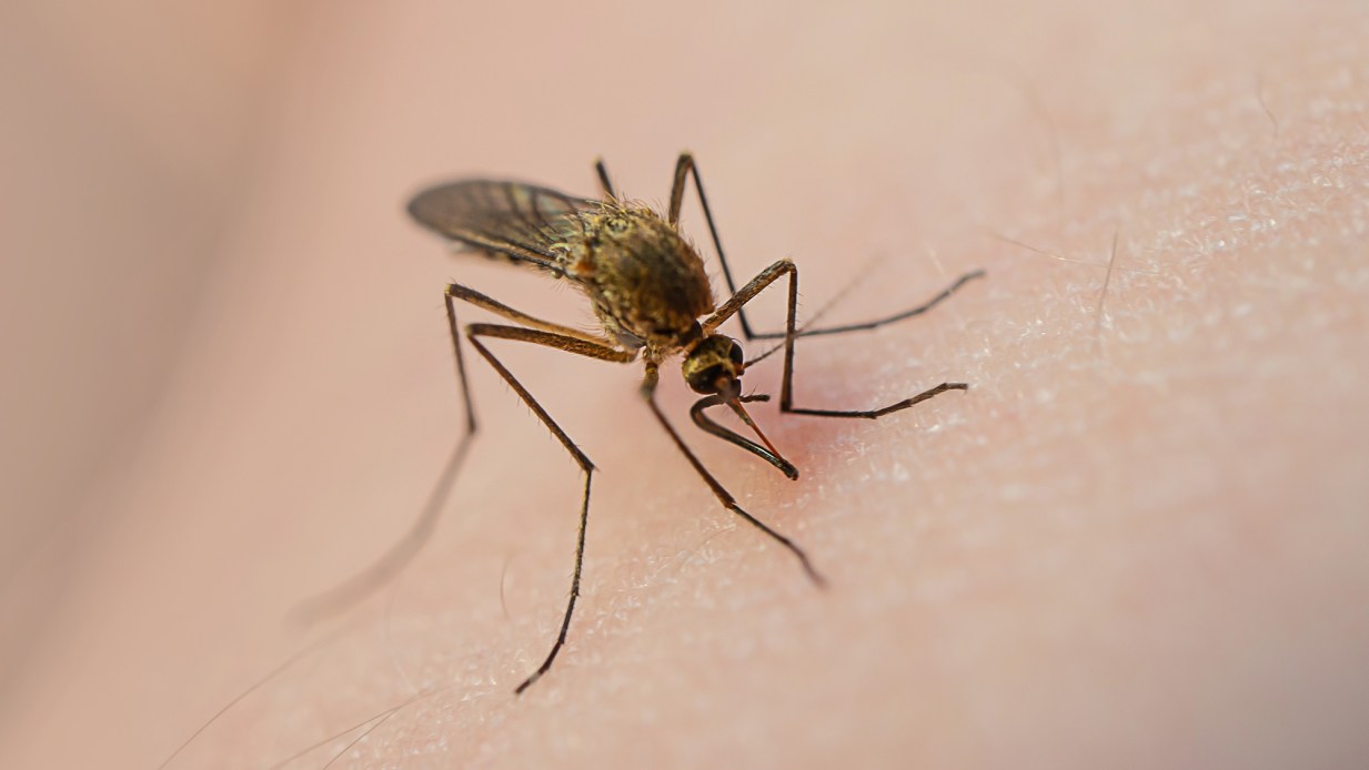 Scotland suddenly has a lot of mosquitoes | Popular Science