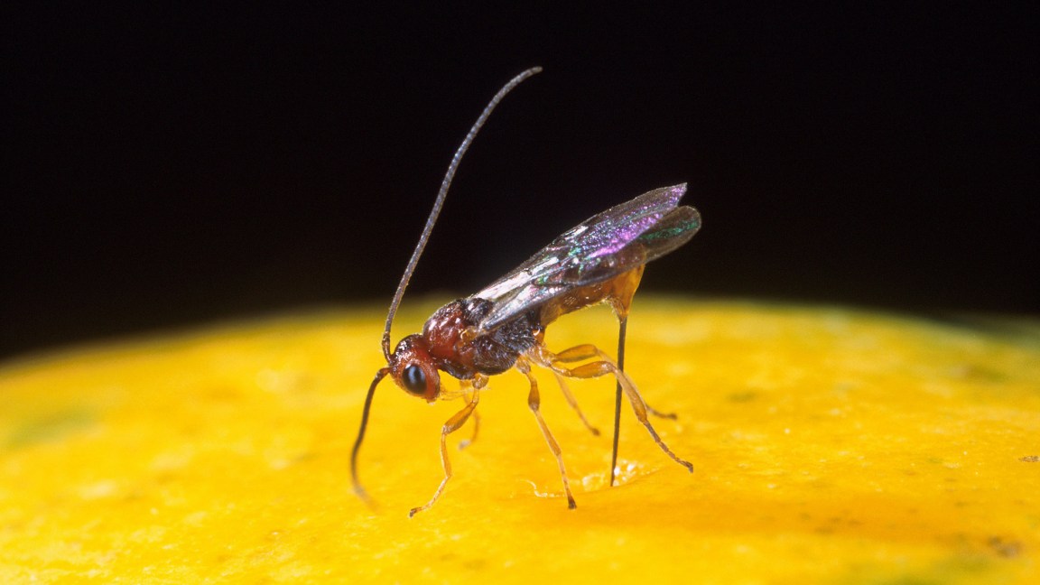 The wasps that turned viruses into tiny biological weapons | Popular ...