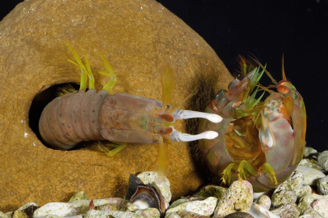Bullet-fast mantis shrimp punches caught by super-speed cameras ...