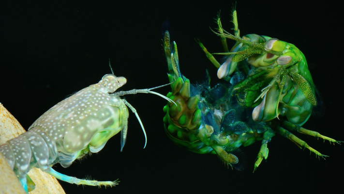 Bullet-fast mantis shrimp punches caught by super-speed cameras ...