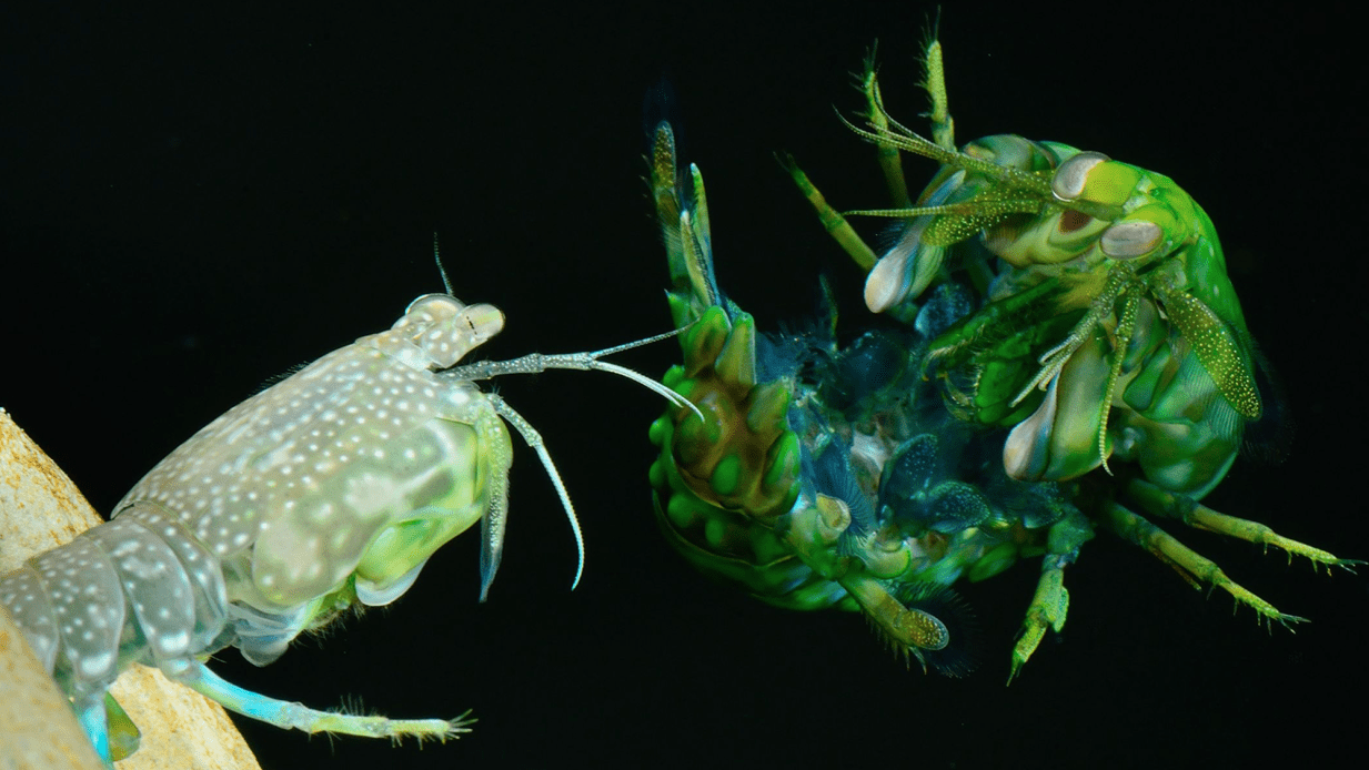Bullet-fast mantis shrimp punches caught by super-speed cameras ...