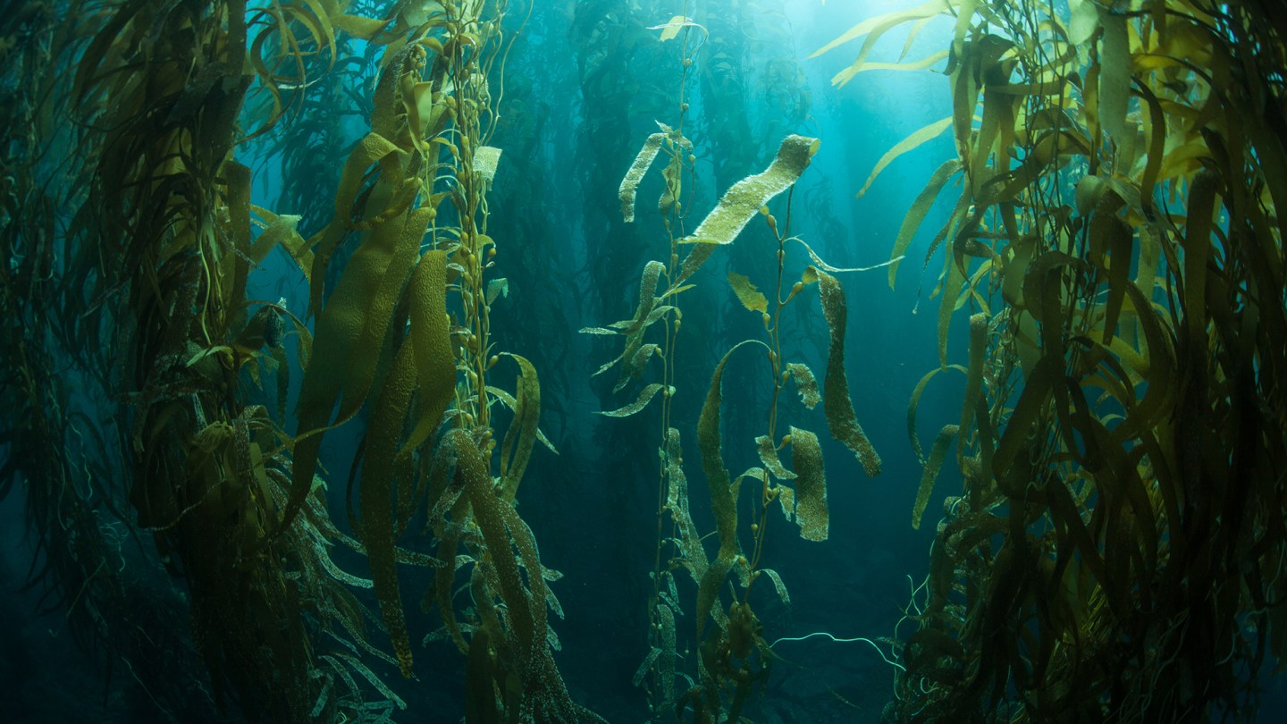 Seaweed is a frontrunner for bioplastics—here’s why | Popular Science