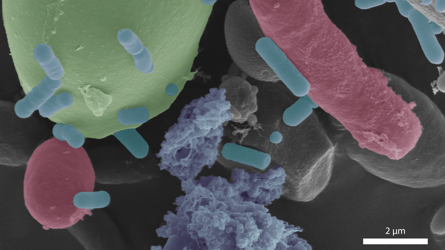 Sourdough under the microscope reveals microbes cultivated over ...