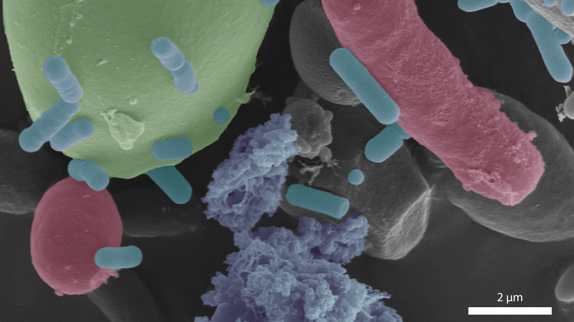 Sourdough under the microscope reveals microbes cultivated over ...