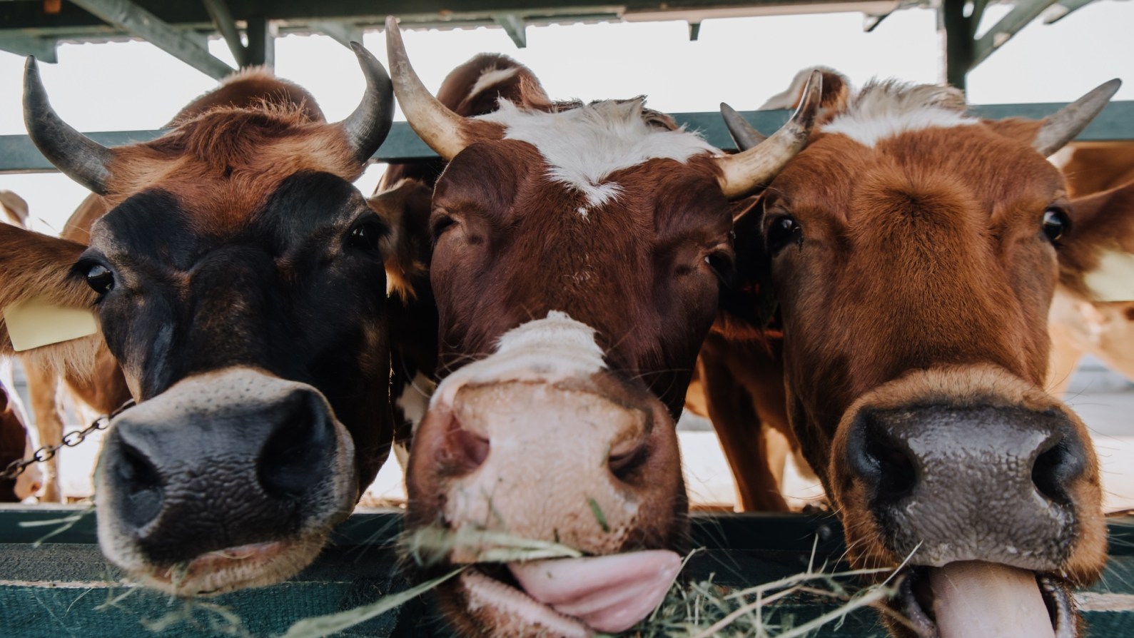 Cow poop might make cleaner hydrogen gas a reality | Popular Science