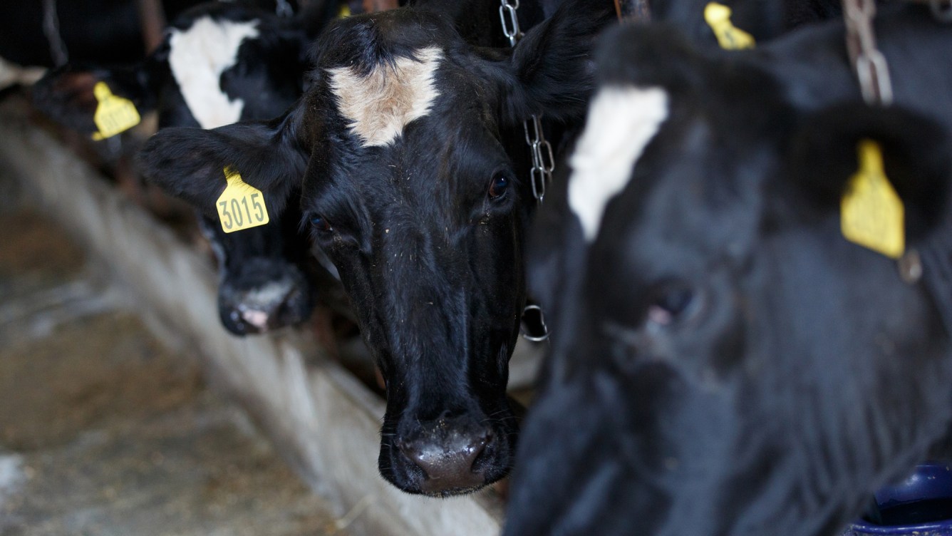 A Genetic Mutation Renders One Family Unable To Sweat