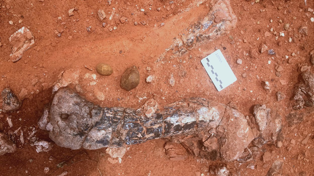 New horse-sized dinosaur species discovered in Zimbabwe | Popular Science
