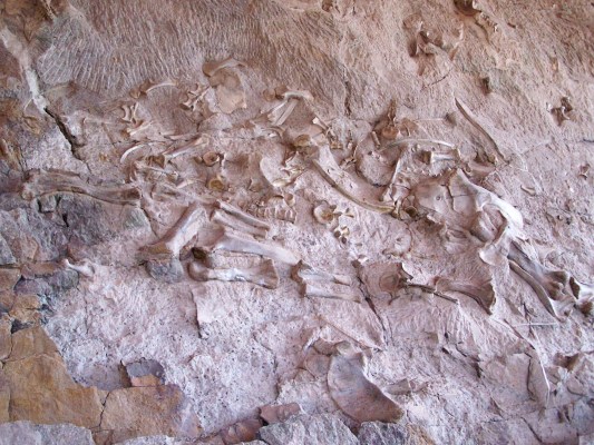 11 US National Parks where you can find fossils | Popular Science